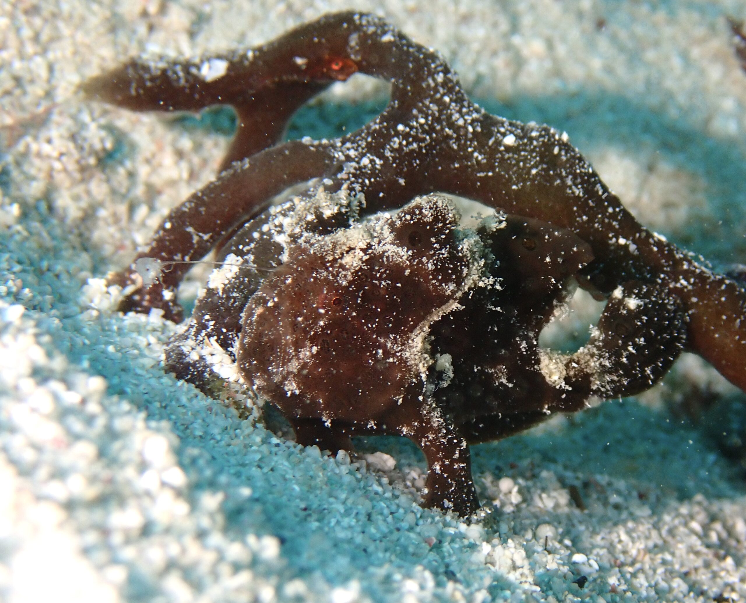 奄美ダイビング チビカエル☆ | 奄美ダイビング・奄美ホエールスイム・奄美ウミガメスイムならダイブスピーシーズ奄美